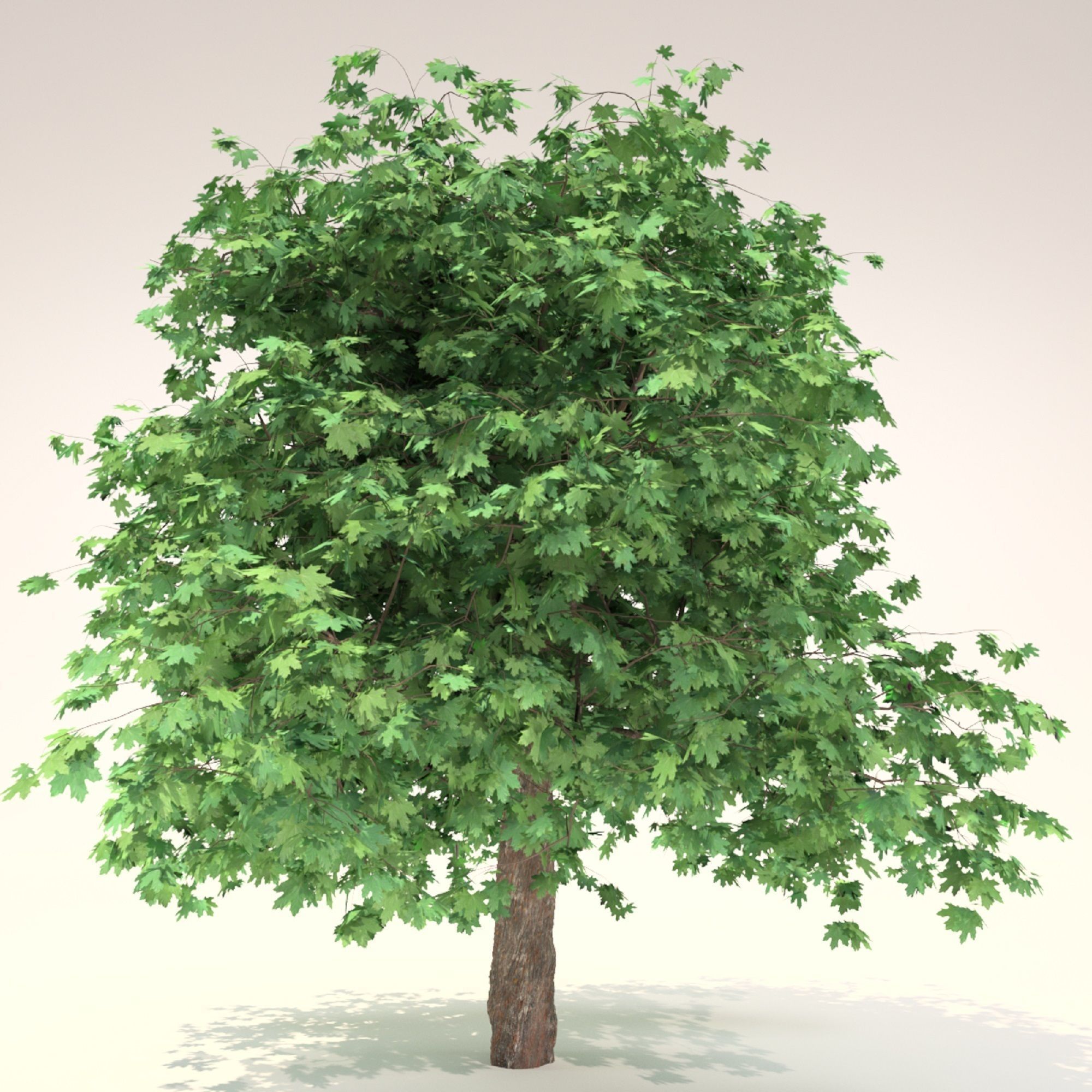 Curly maple tree 3D model | CGTrader