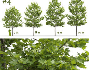 Plane tree 3D Models | CGTrader