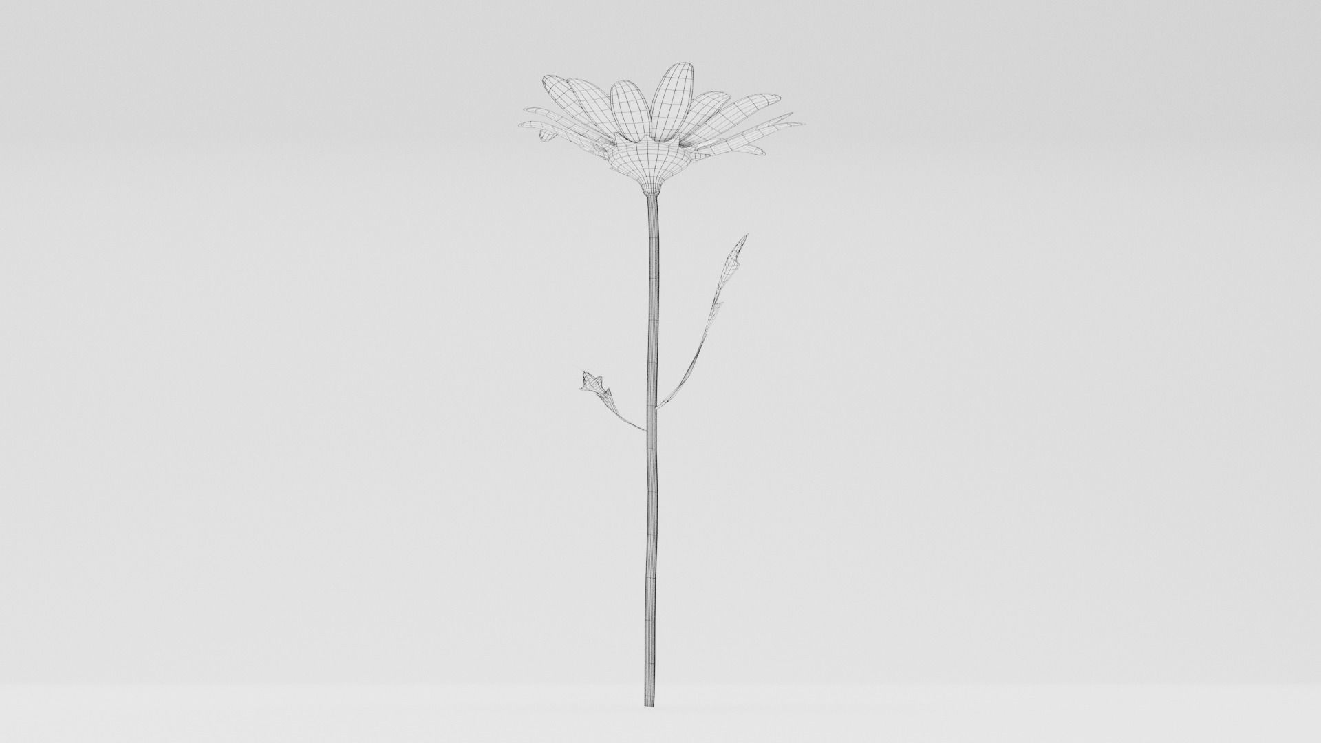 3D model White Daisy VR / AR / low-poly | CGTrader