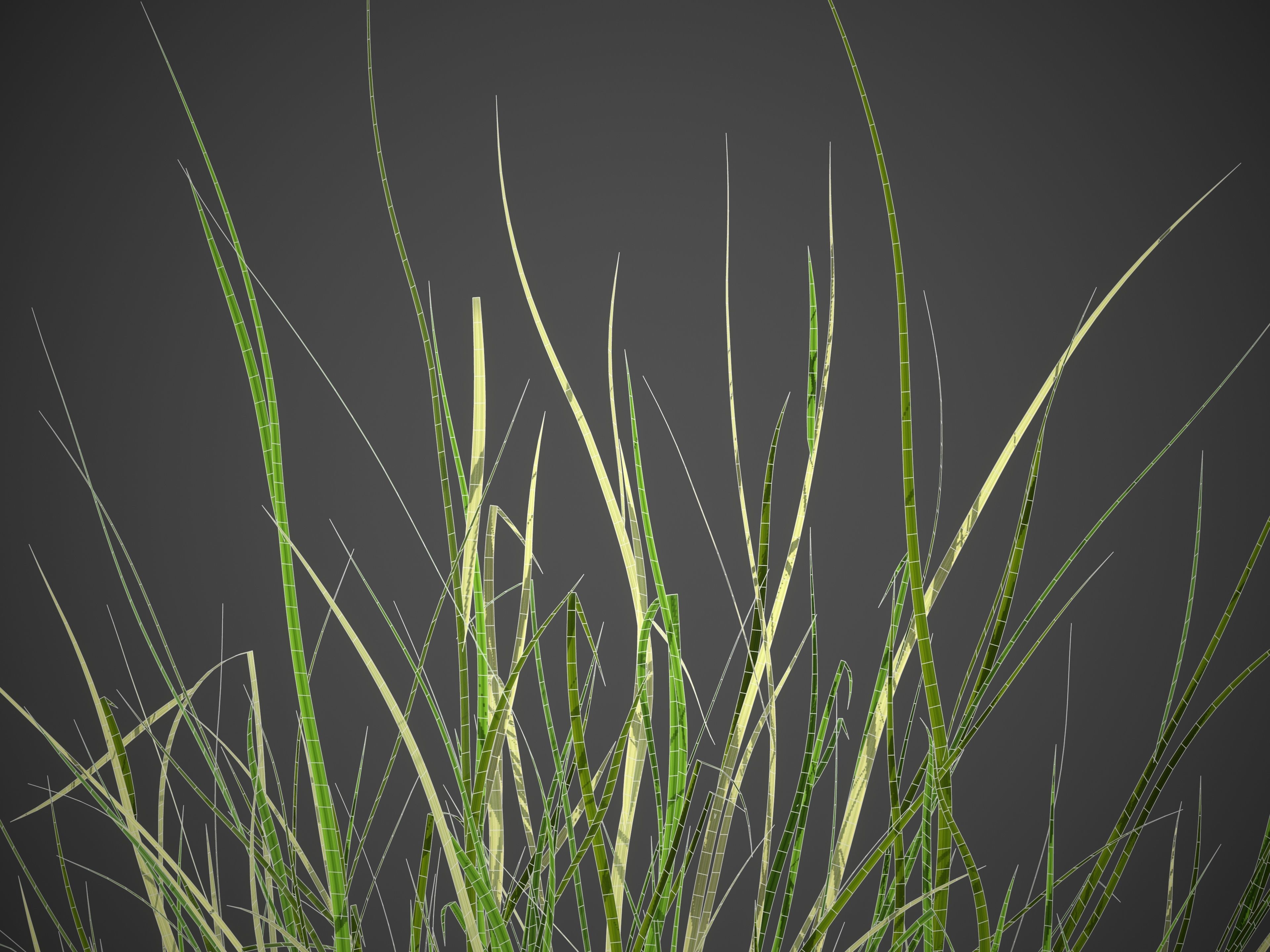 XfrogPlants Sand Cordgrass - Spartina Bakeri 3D model animated | CGTrader