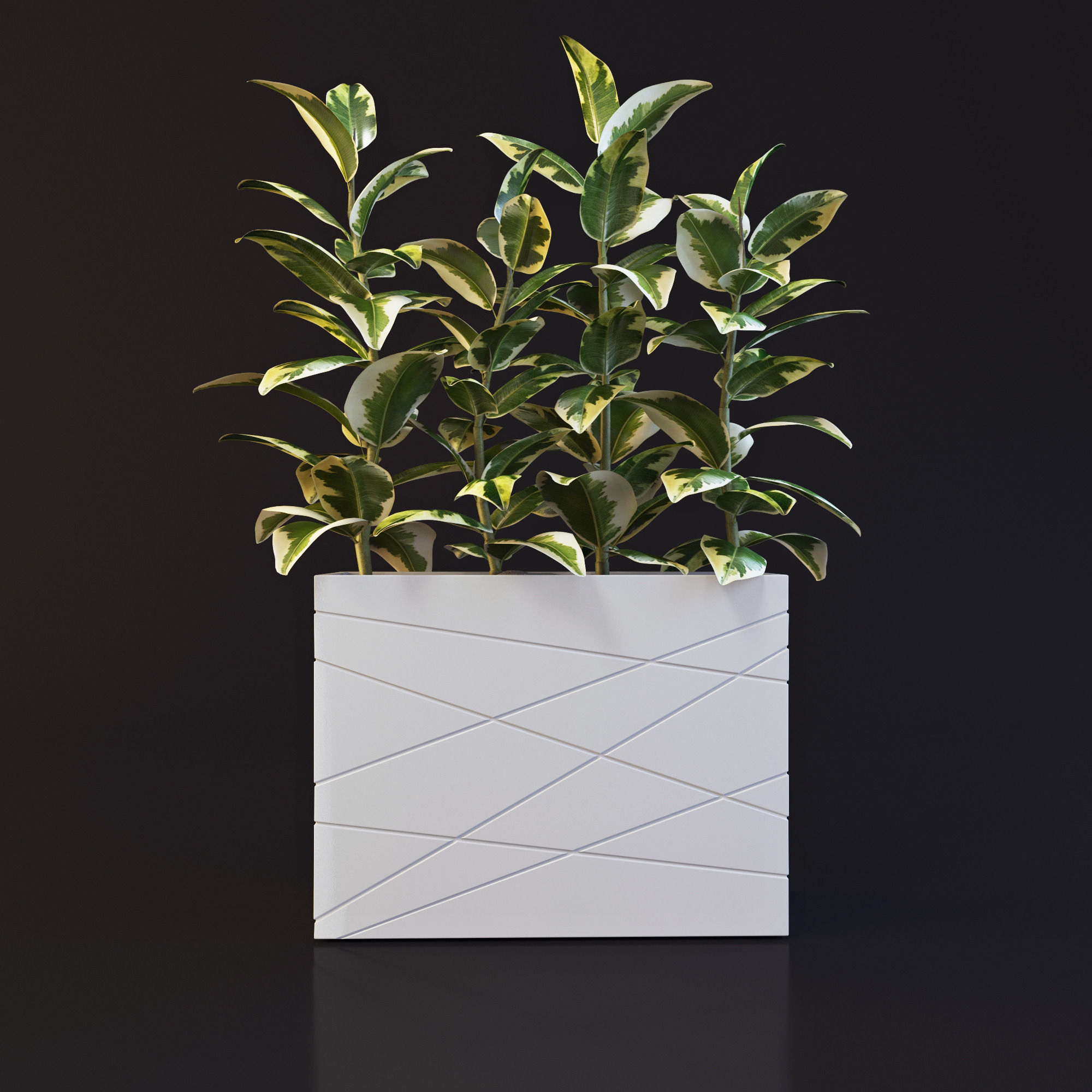 Ficus plant 3D model | CGTrader