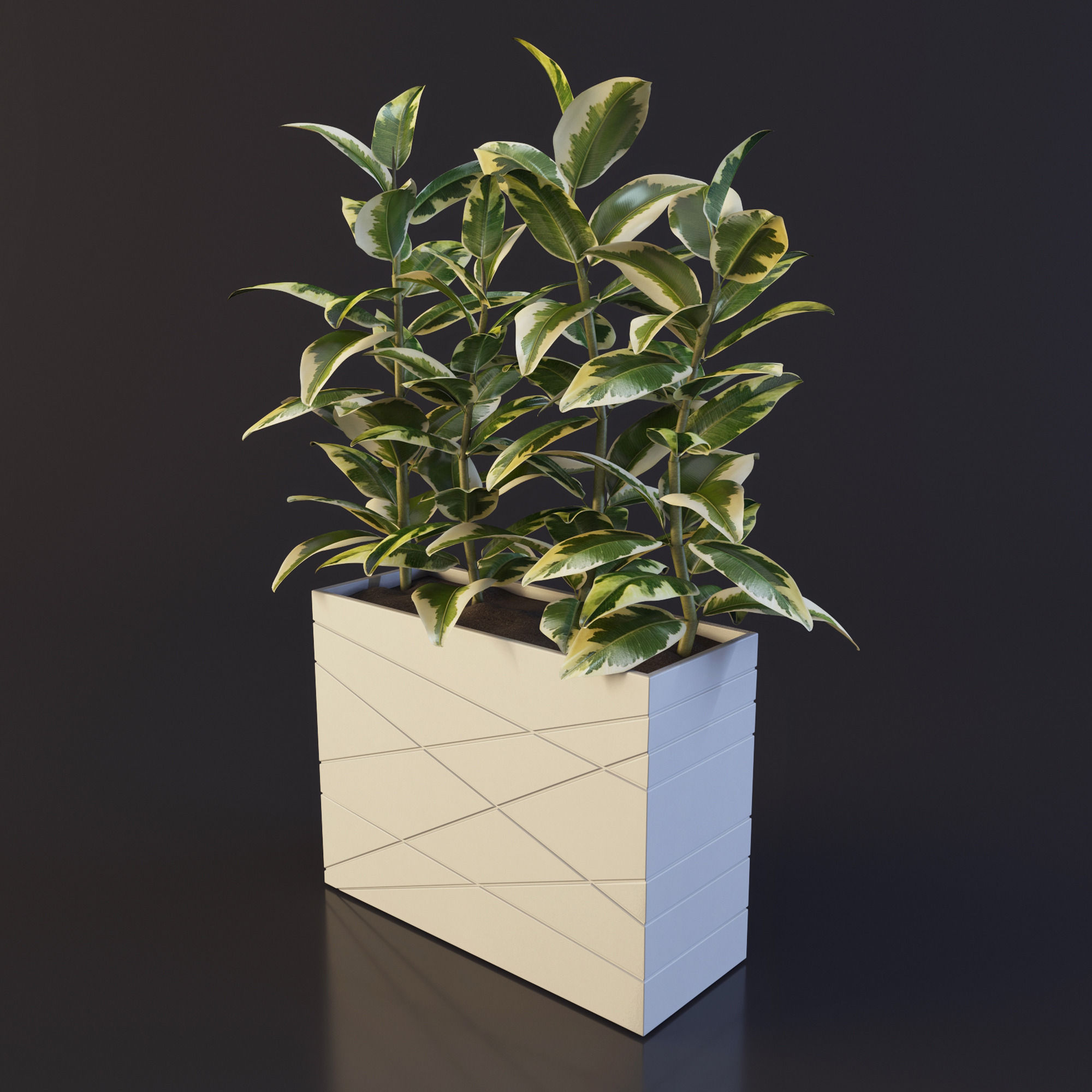 Ficus plant 3D model | CGTrader