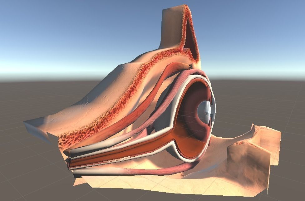 3D model Eyeball Cross Section VR / AR / low-poly rigged animated ...