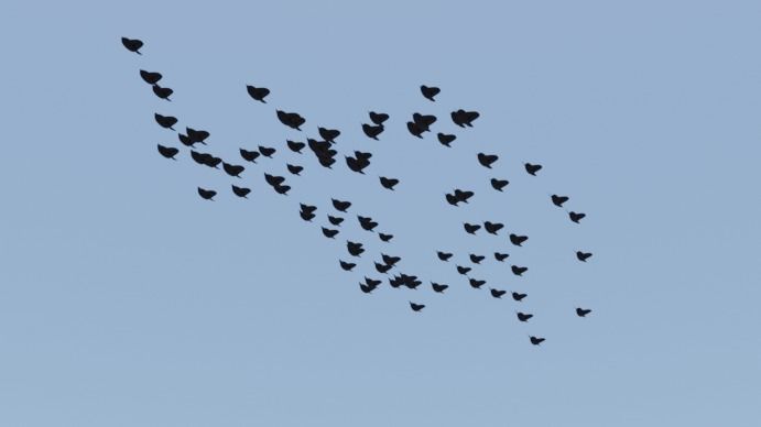 3D model Geometry node flock of birds in blender VR / AR / low-poly ...