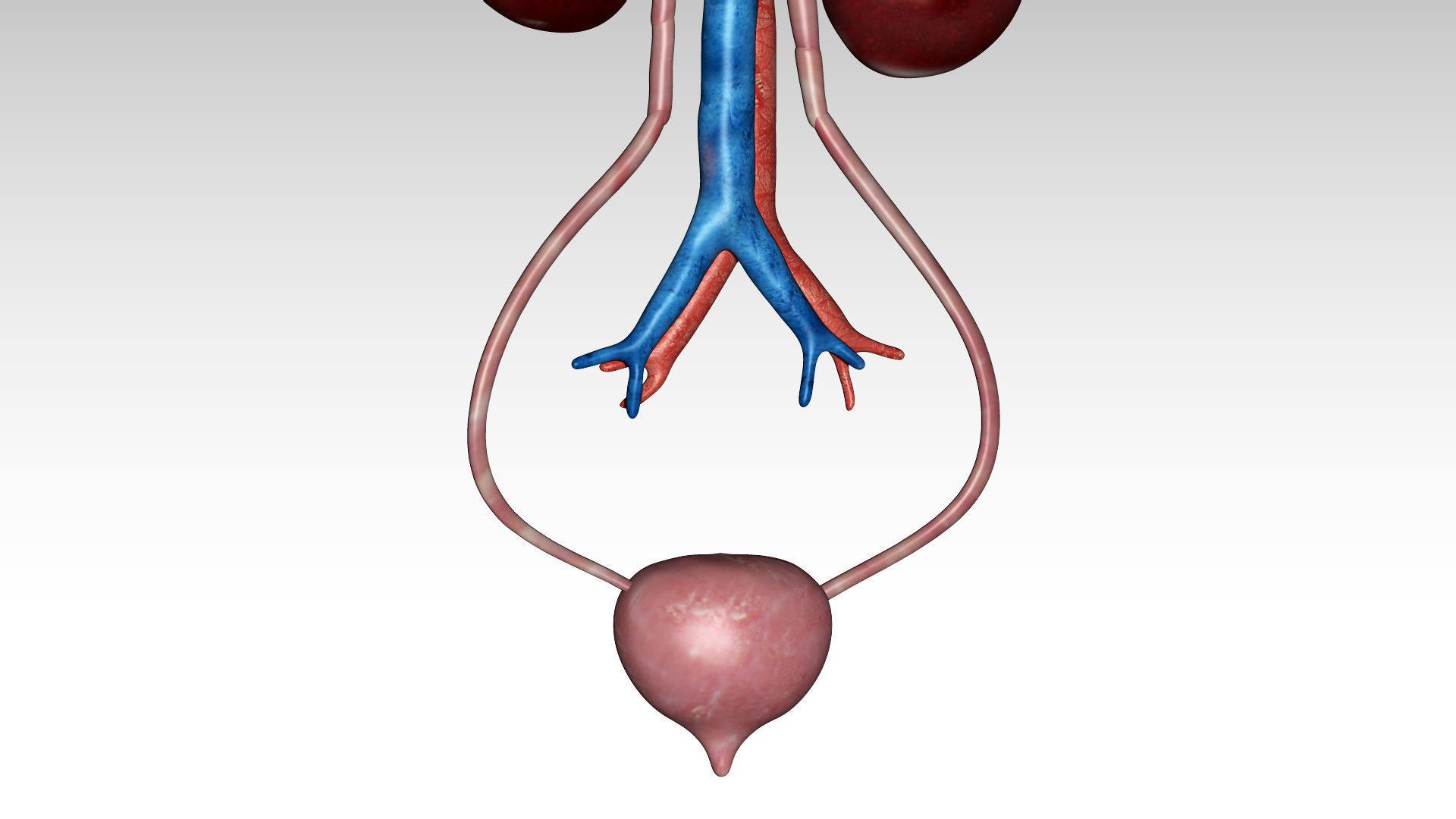3D model Kidney and urinary bladder VR / AR / low-poly | CGTrader