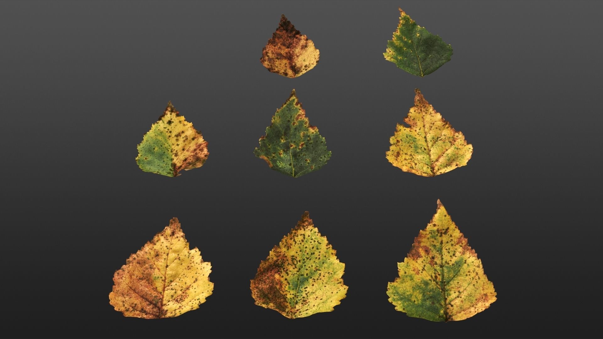 Betula pendula Autumn leaves texture Texture | CGTrader