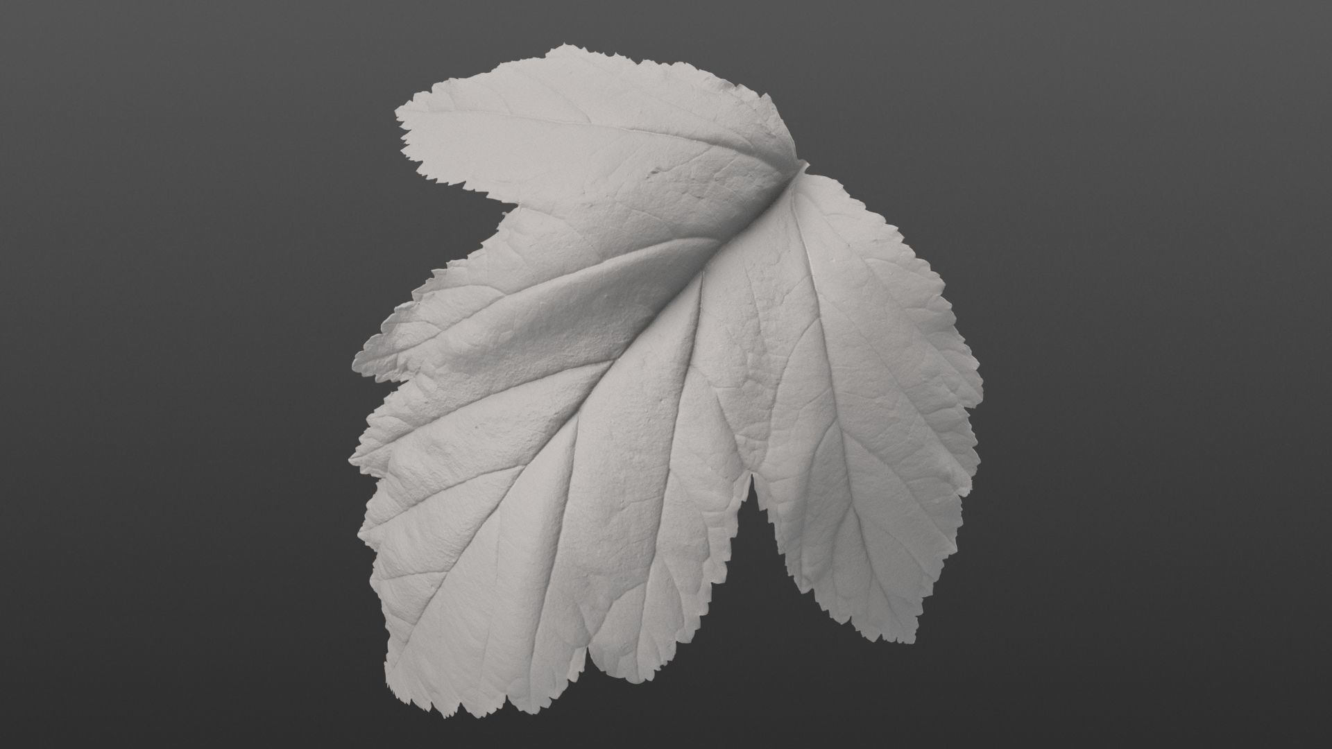 Natural tree leaf texture - Physocarpus opulifolius Texture | CGTrader