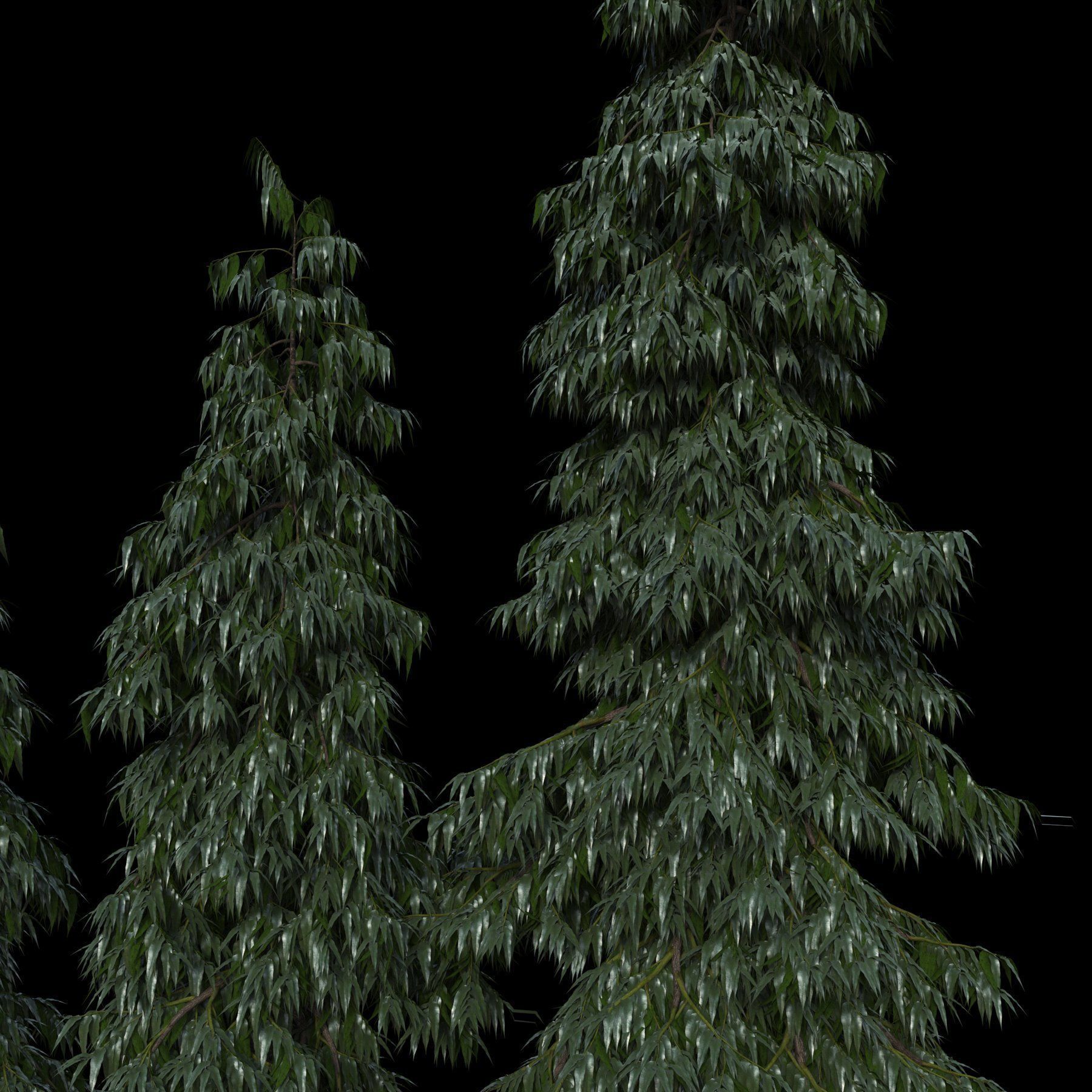 asopalav tree 3d model - ashoka tree - polygonia longifolia 3D model ...