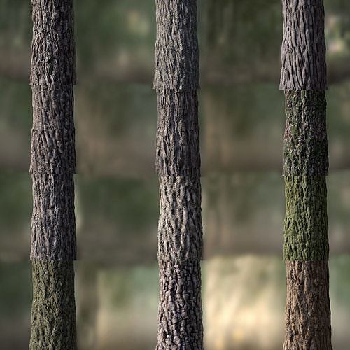 Tree Bark 3D Model Collection | CGTrader