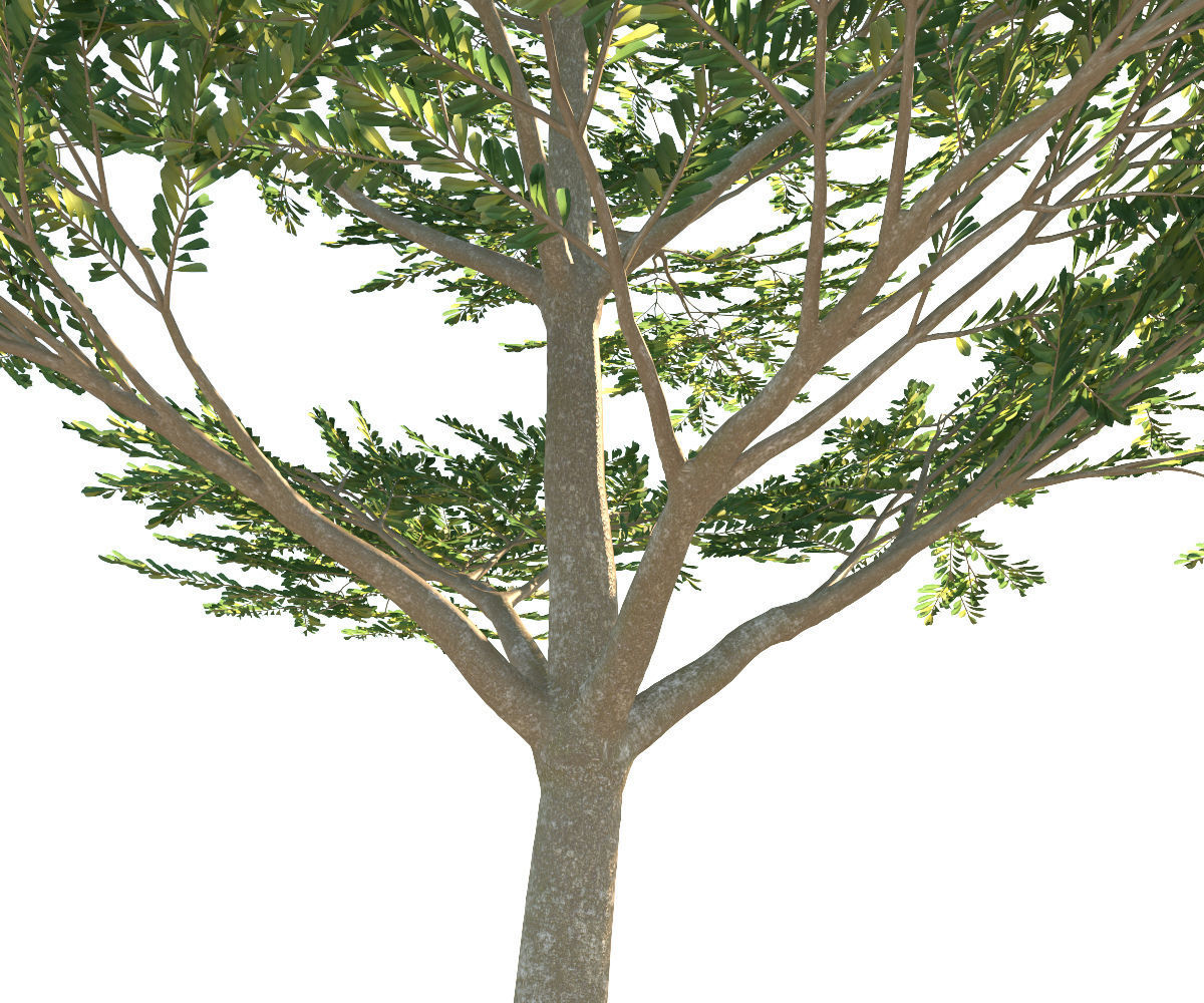 Terminalia ivorensis Tree Growfx with Animation 100 frame Loop 3D model ...