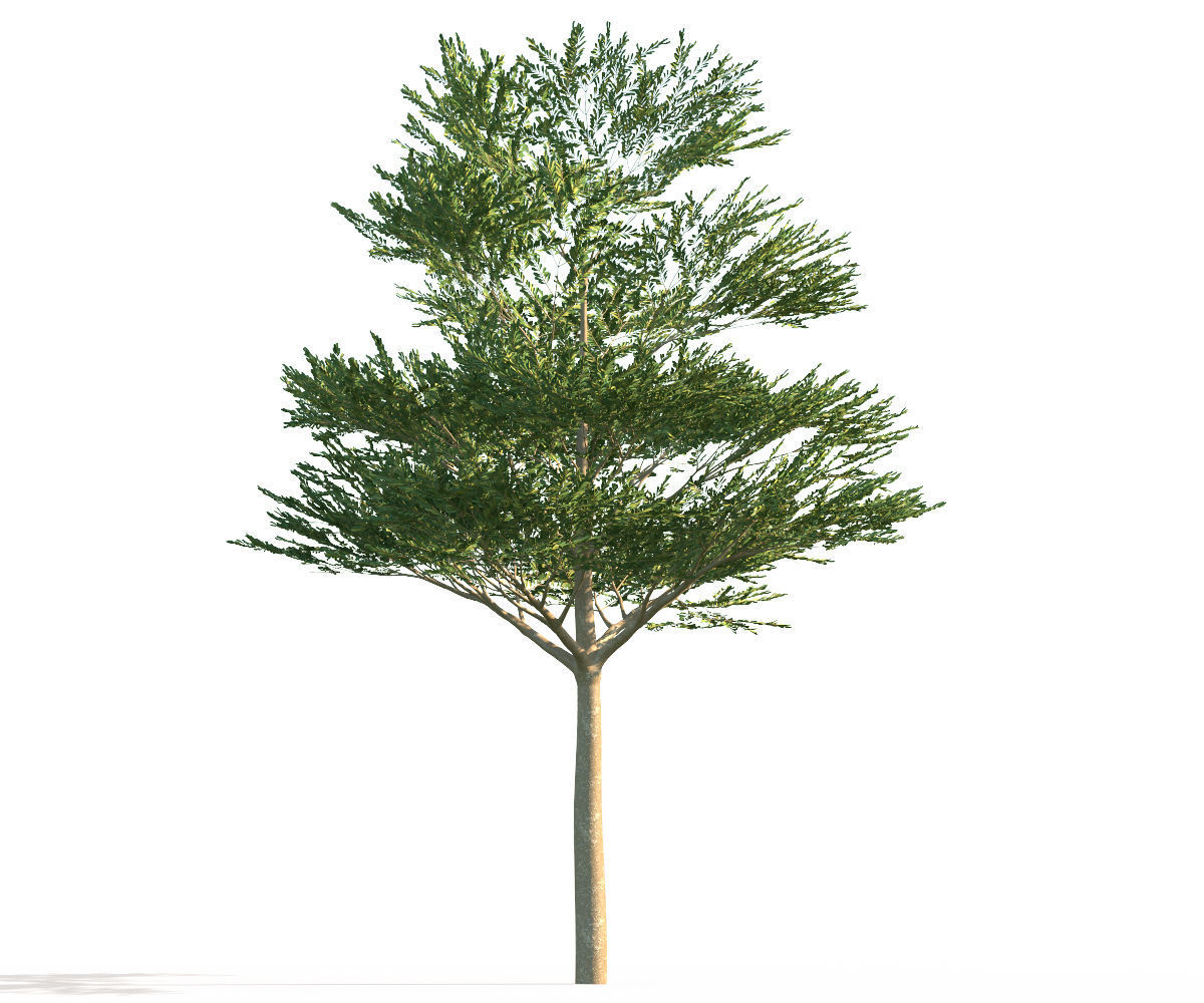 Terminalia ivorensis Tree Growfx with Animation 100 frame Loop 3D model ...