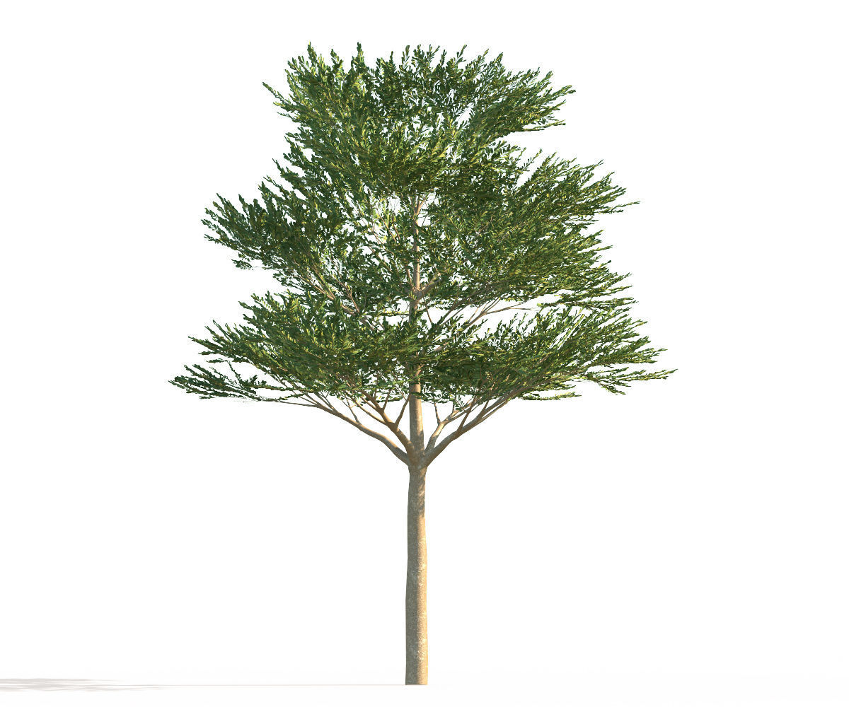 Terminalia ivorensis Tree Growfx with Animation 100 frame Loop 3D model ...