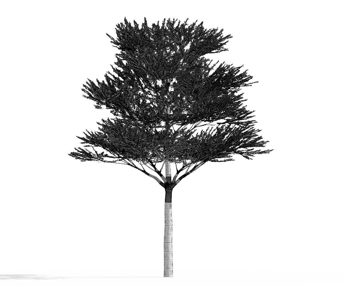 Terminalia ivorensis Tree Growfx with Animation 100 frame Loop 3D model ...