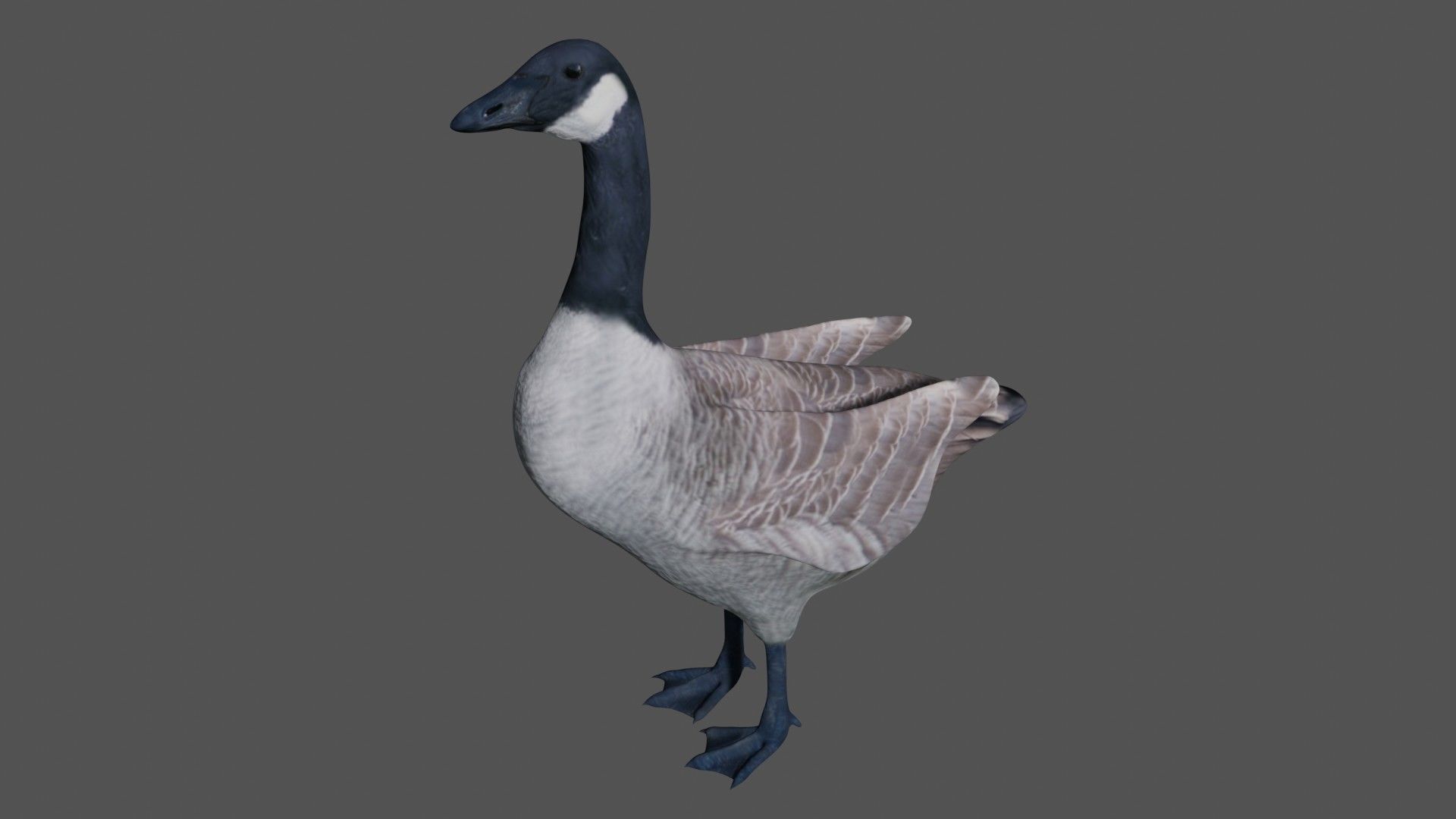 3D model Canadian Goose VR / AR / low-poly OBJ FBX STL BLEND