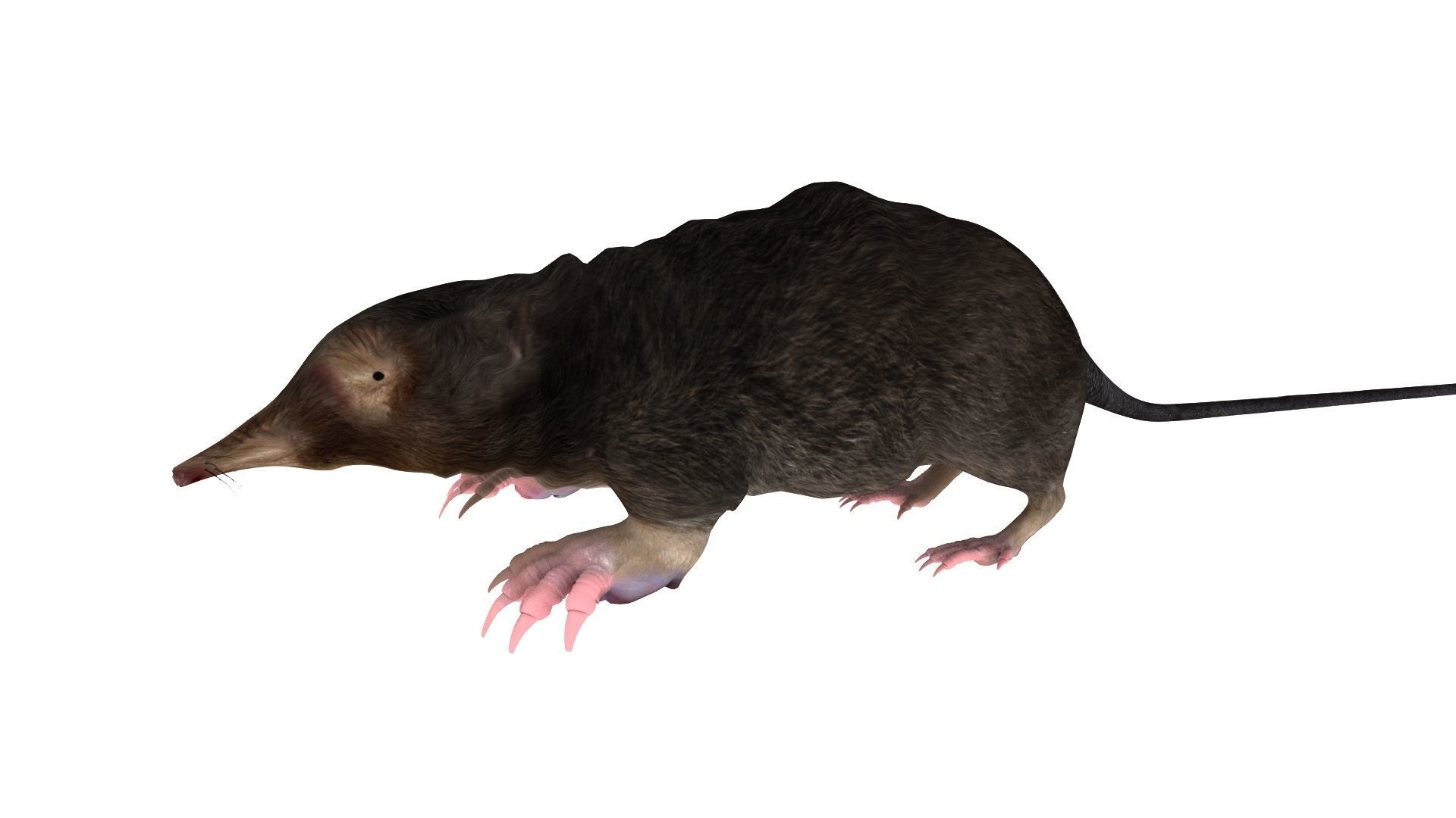 mole mammal 3D model | CGTrader