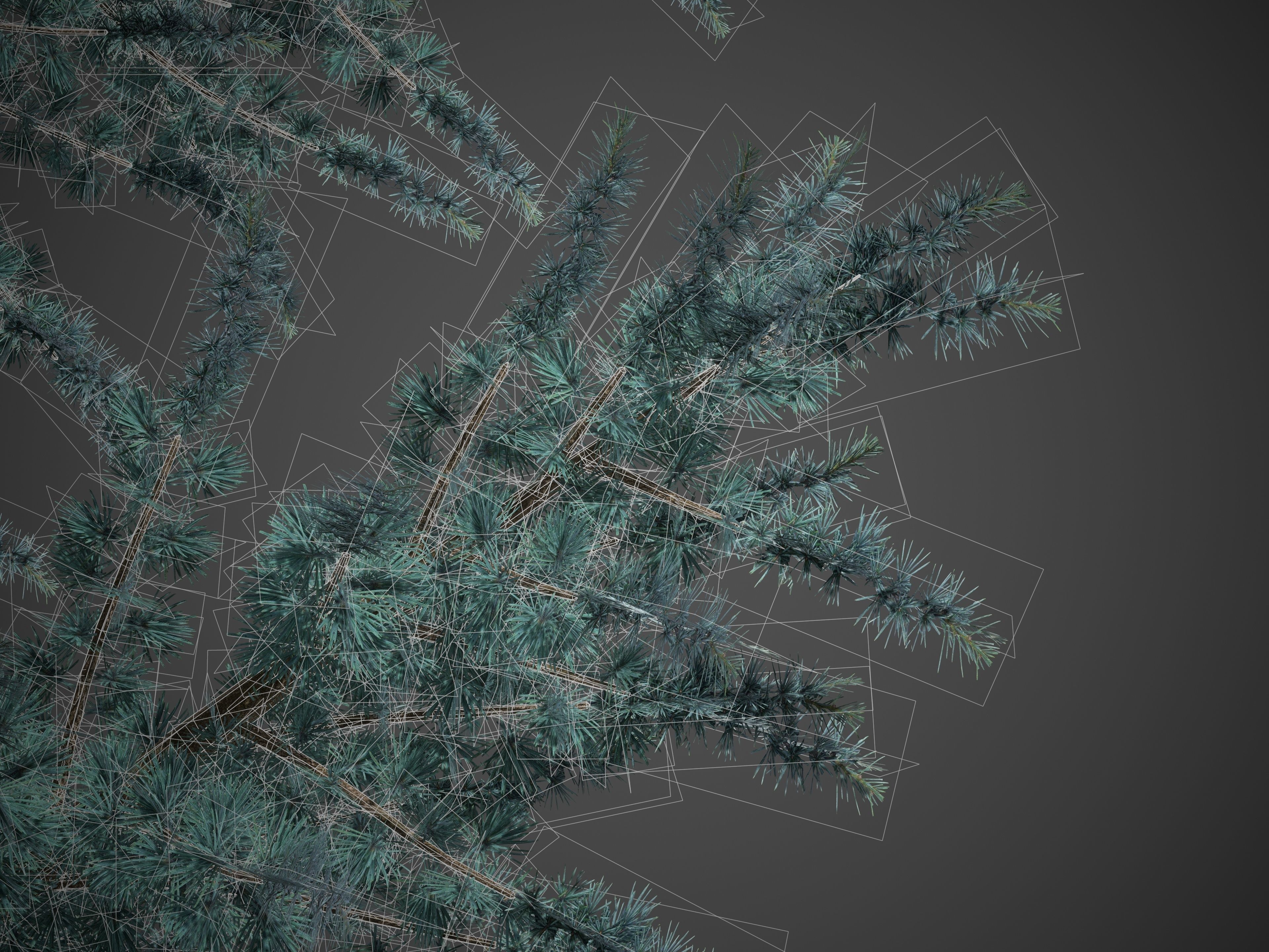 2021 PBR Atlas Cedar Collection - Cedrus Atlantica 3D model | CGTrader