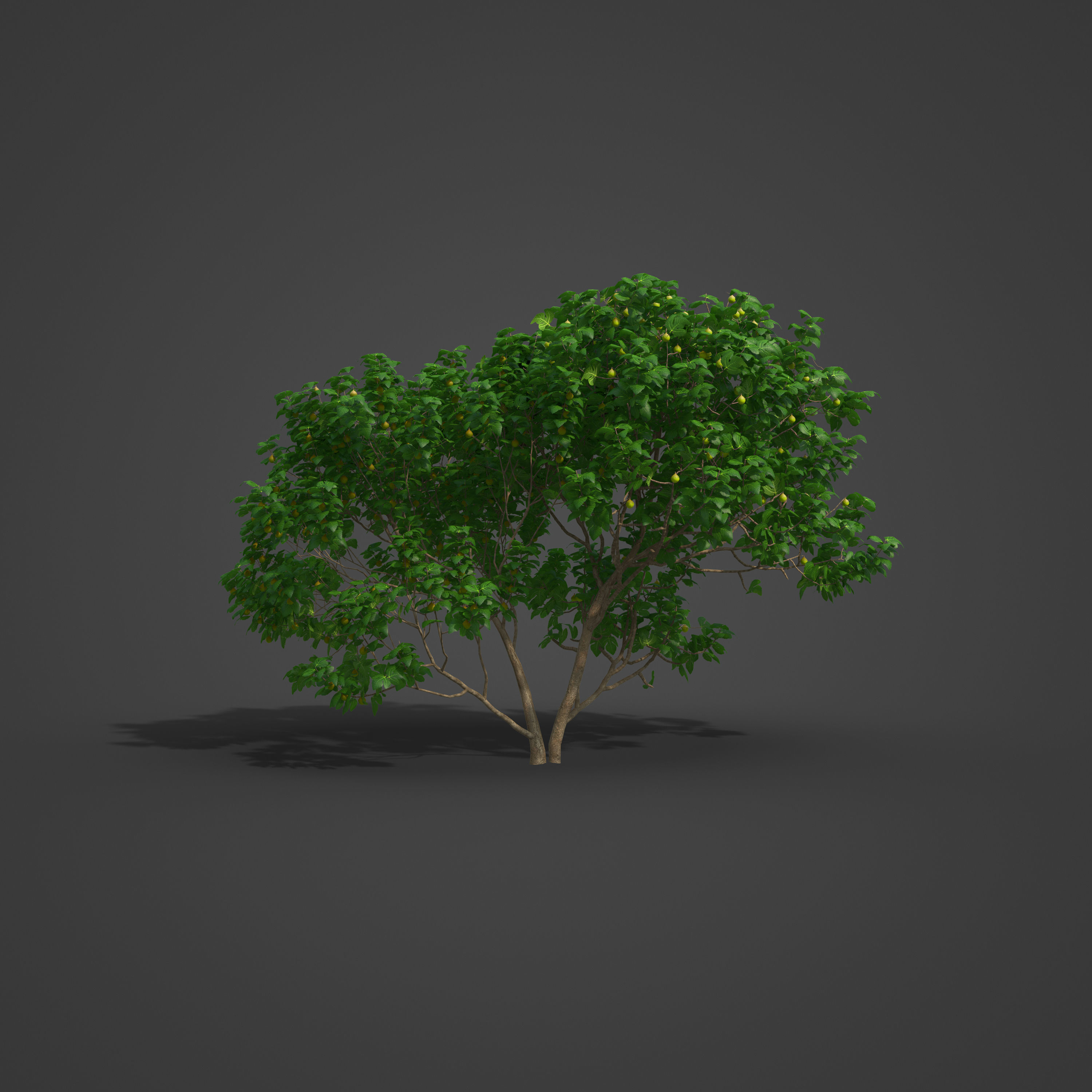 2021 PBR Fig Tree Collection - Ficus Carica 3D model | CGTrader