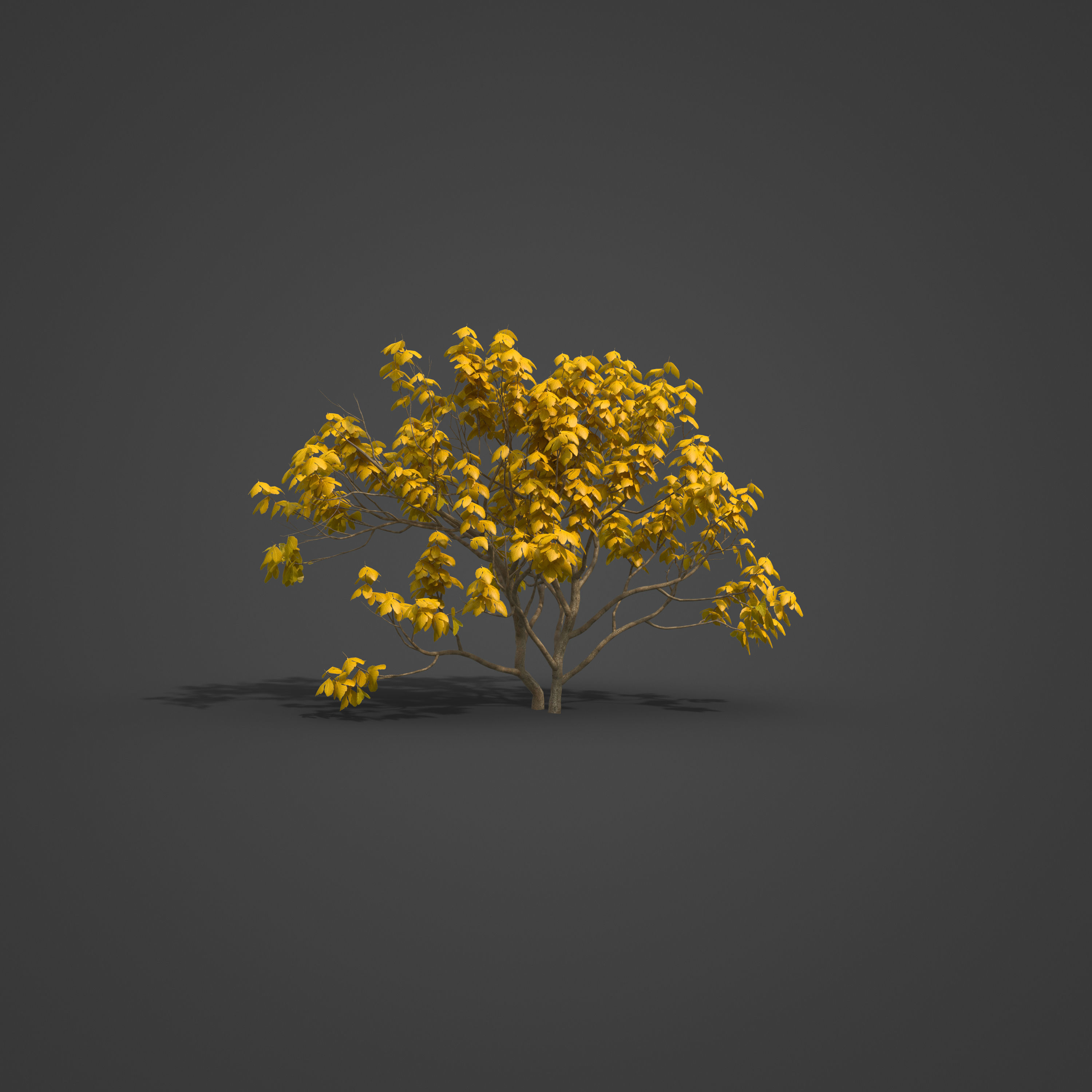 2021 PBR Fig Tree Collection - Ficus Carica 3D model | CGTrader