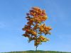 Leafy Fall Tree 3D model | CGTrader