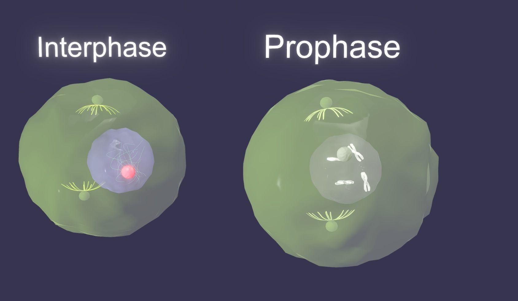 3D model Mitosis 3d Model Animated VR / AR / low-poly | CGTrader