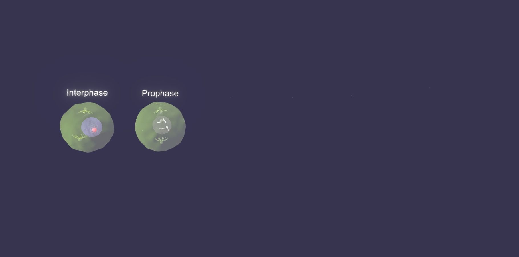 3D model Mitosis 3d Model Animated VR / AR / low-poly | CGTrader