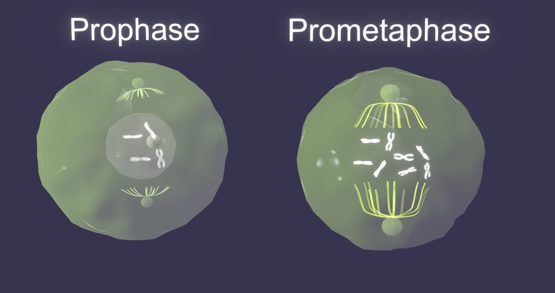 3D model Mitosis 3d Model Animated VR / AR / low-poly | CGTrader