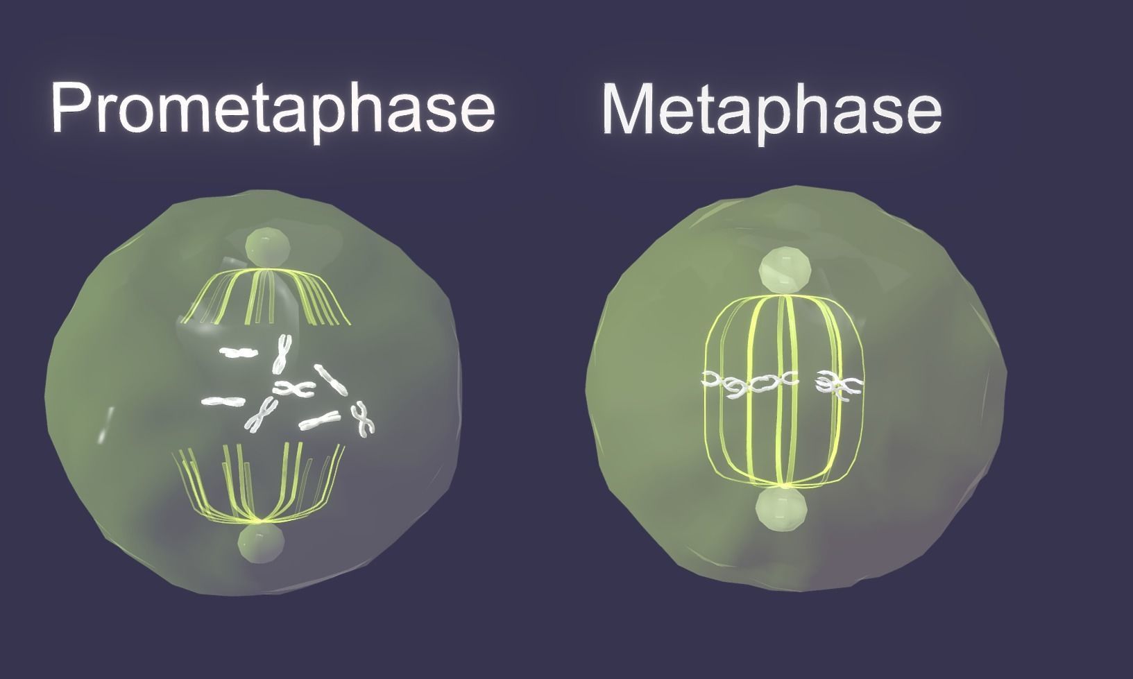 3D model Mitosis 3d Model Animated VR / AR / low-poly | CGTrader