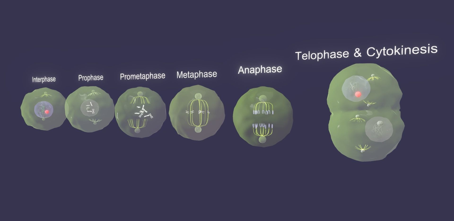 3D model Mitosis 3d Model Animated VR / AR / low-poly | CGTrader