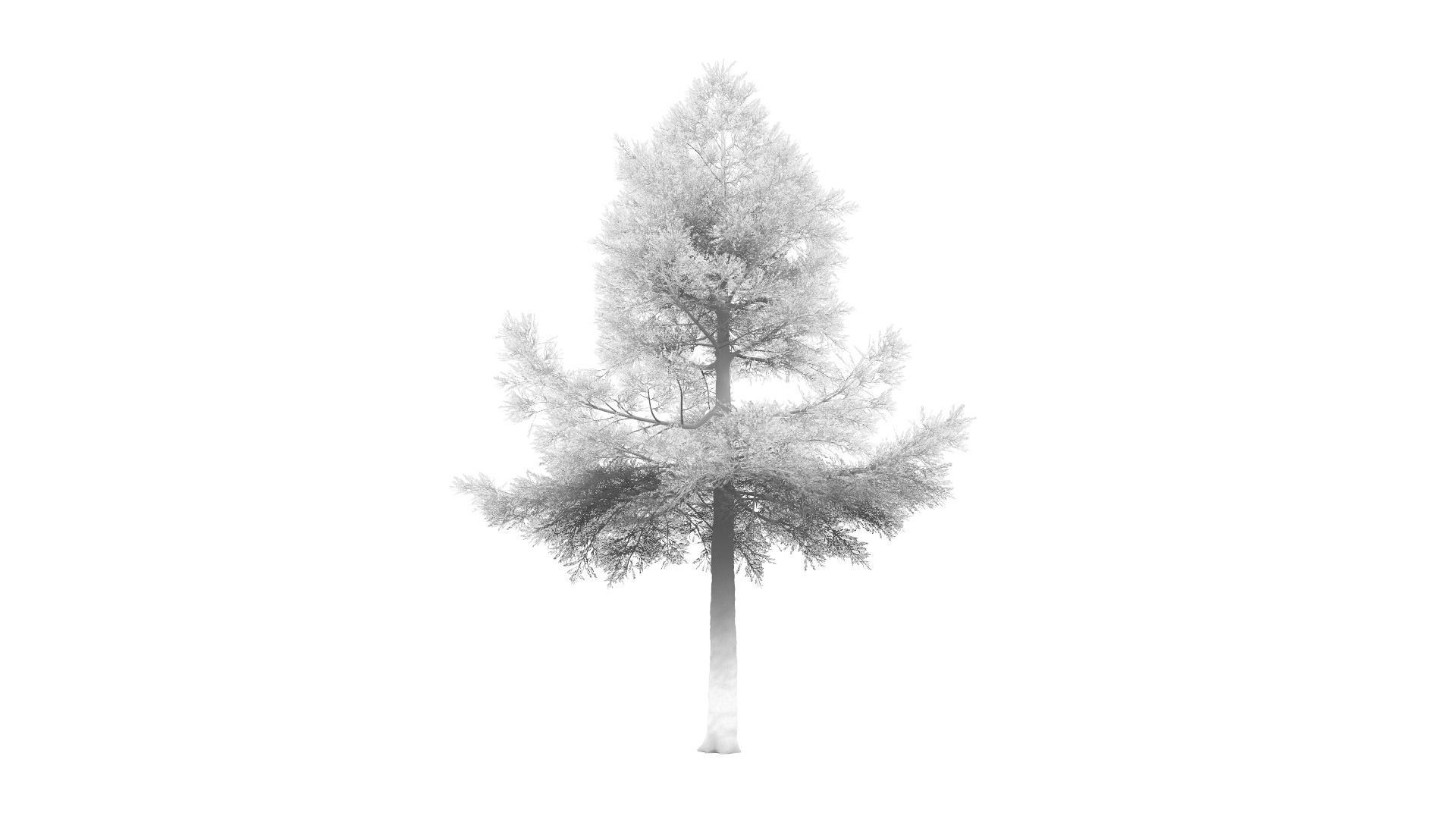 Conifer Tree 003 3D model animated | CGTrader