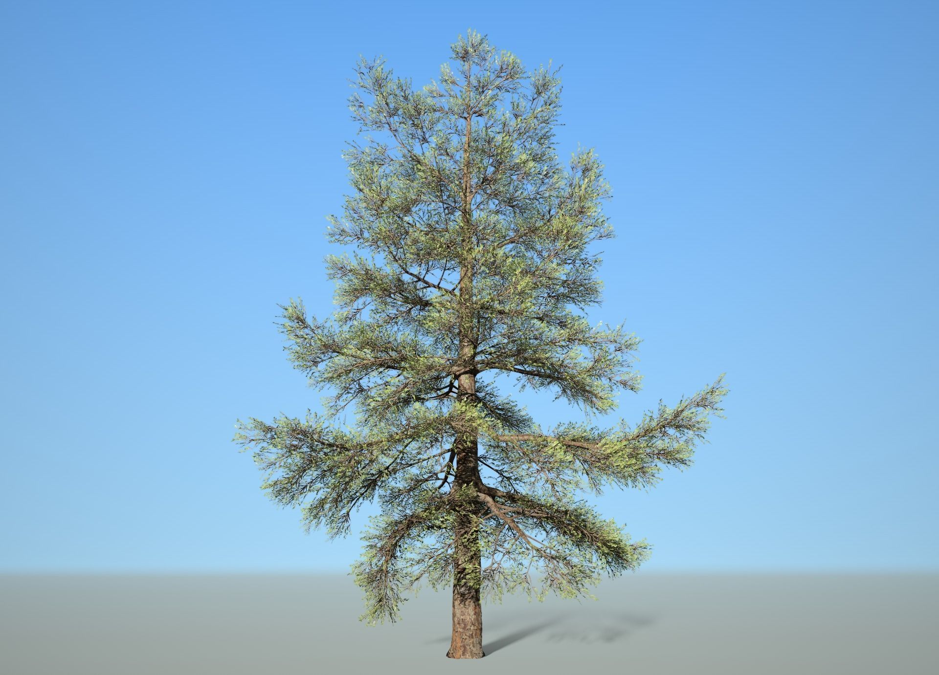 Conifer Tree 004 3D model animated | CGTrader