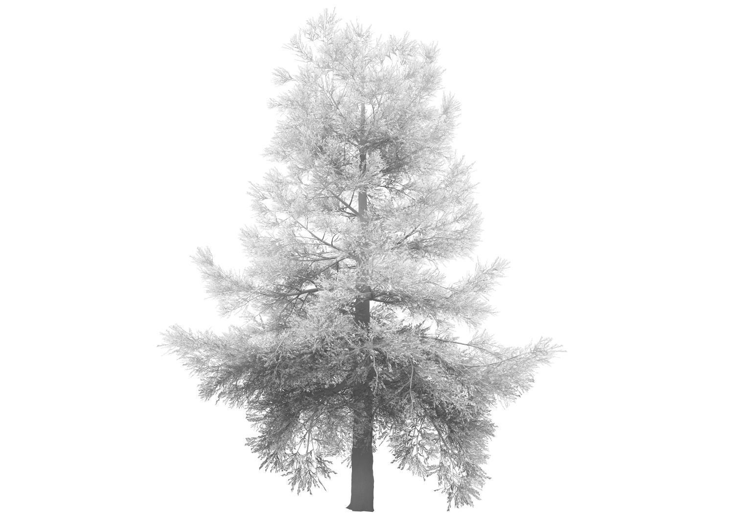 Conifer Tree 006 3D model animated | CGTrader