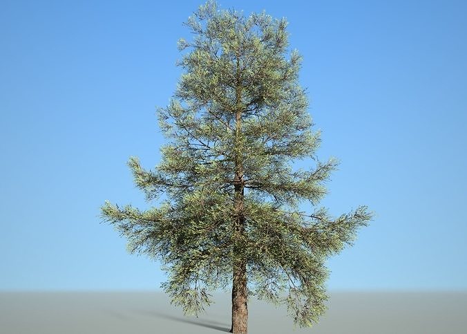 Conifer Tree 006 3D model animated | CGTrader