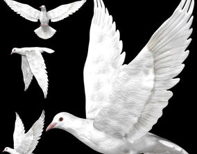 Low-poly Dove 3D Models | CGTrader