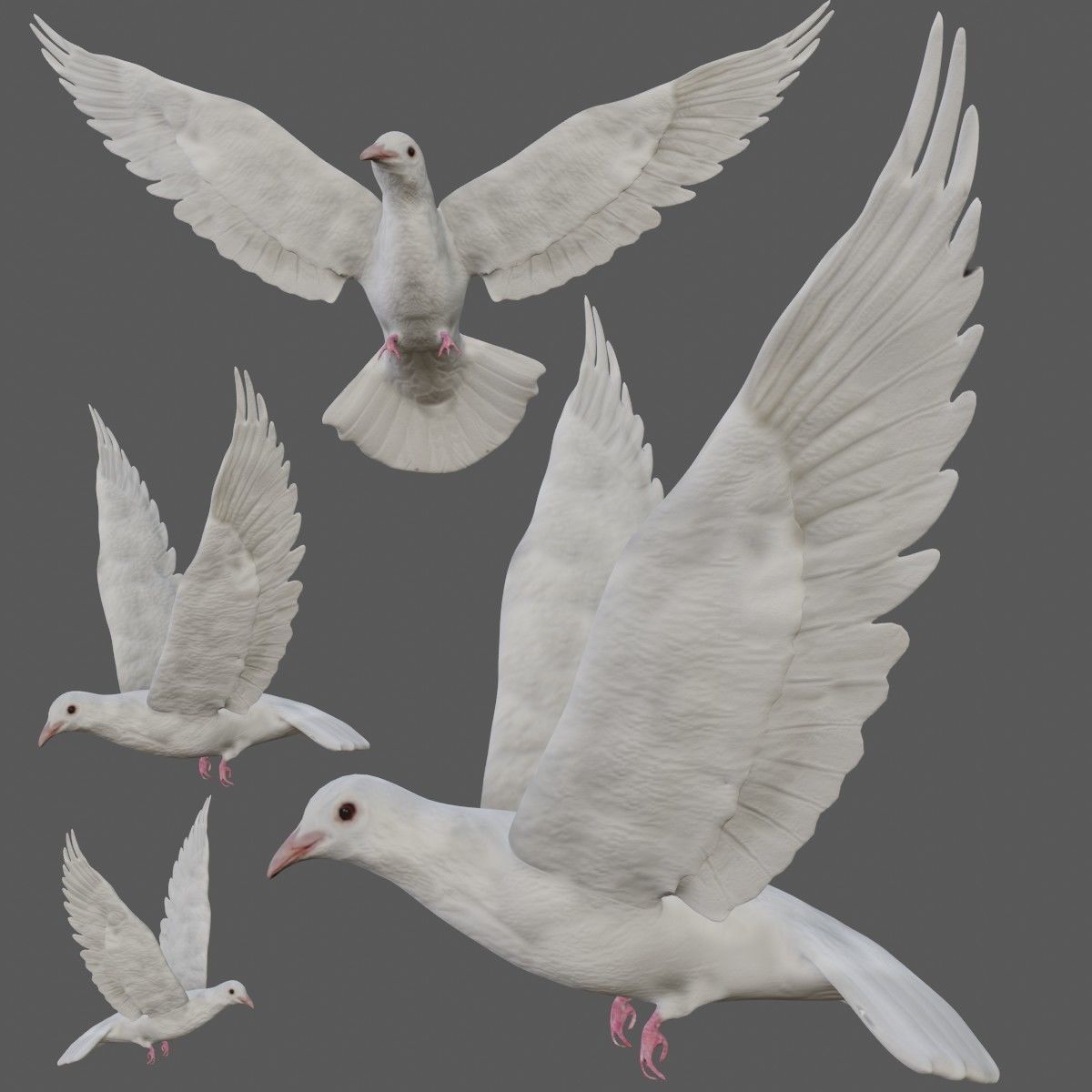 3D model Dove white pigeon VR / AR / low-poly | CGTrader