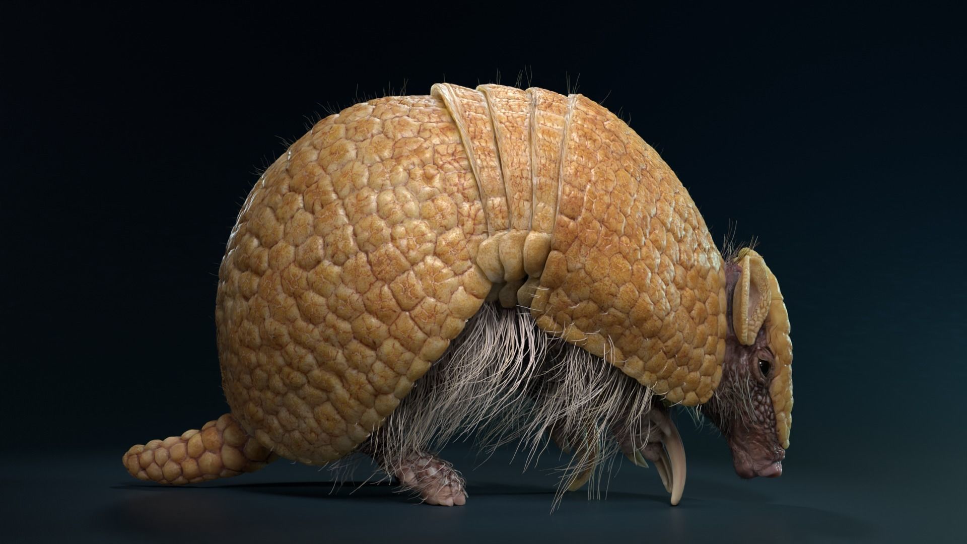 Armadillo Animated VFX Grace 3D model animated rigged | CGTrader