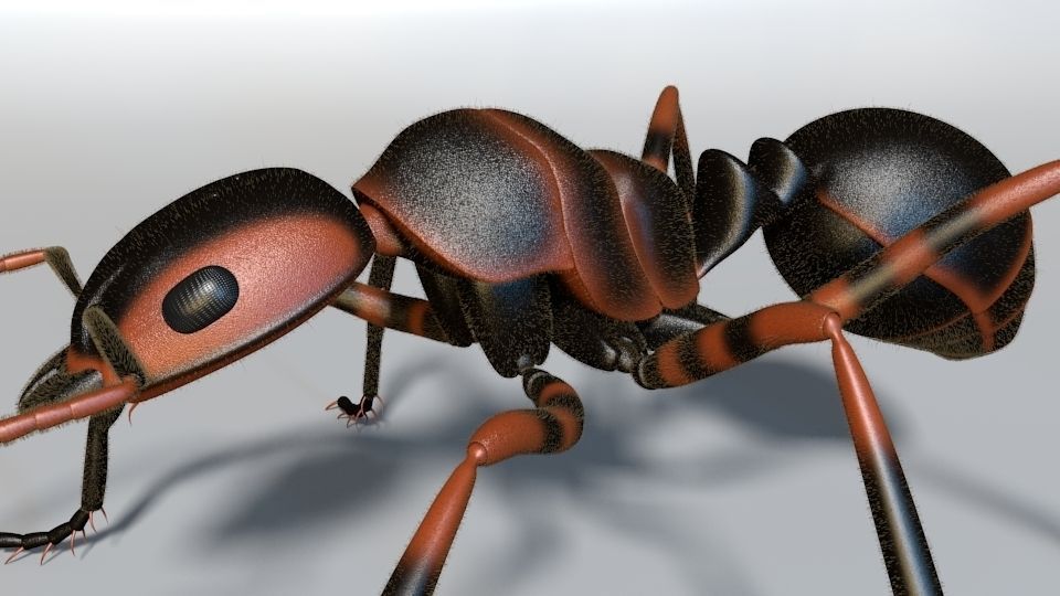 Fire Ant 3D model | CGTrader