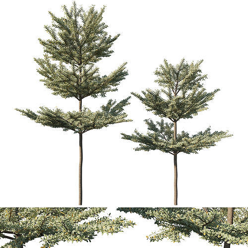 Terminalia mantaly 06 3D model | CGTrader