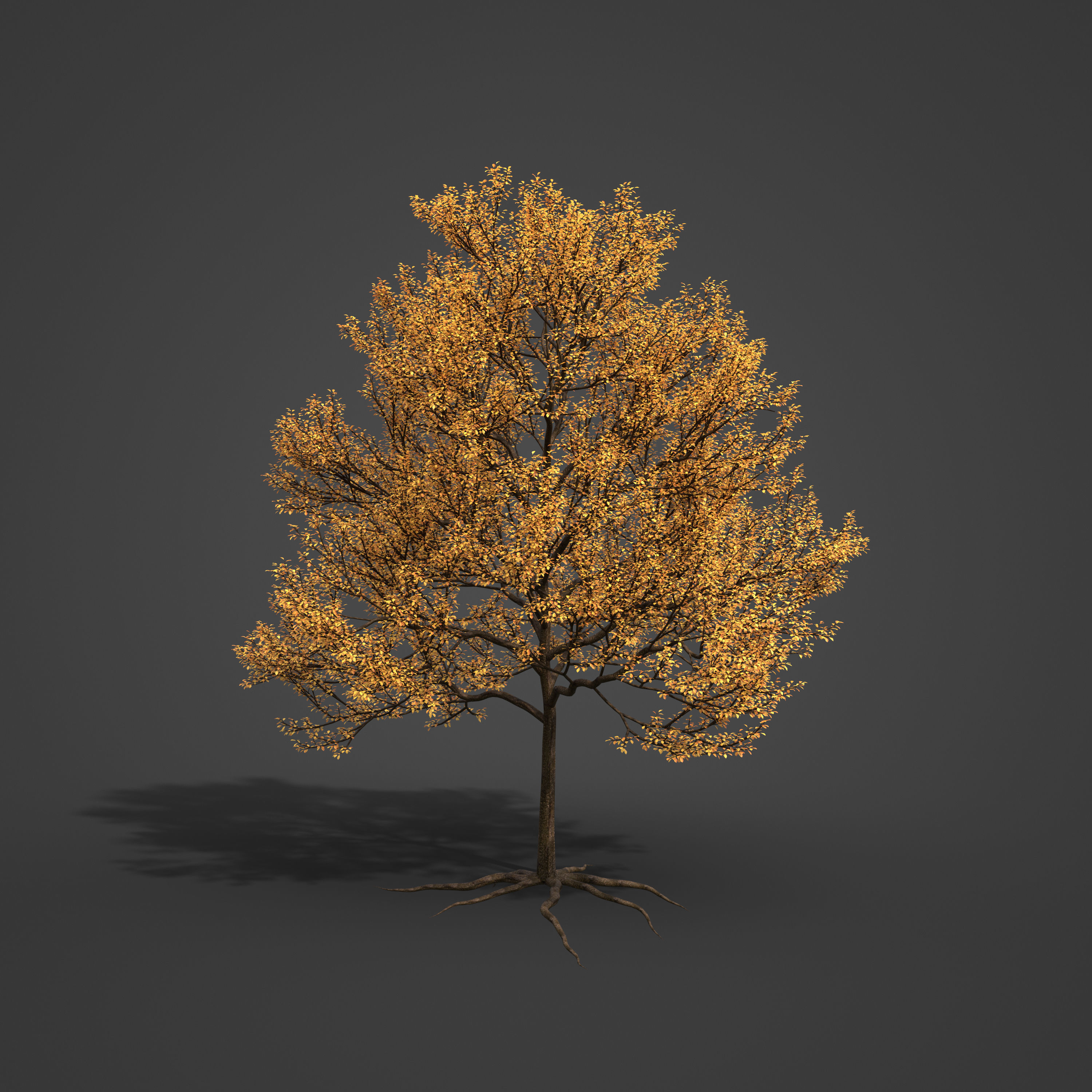 2021 PBR Sweet Cherry Collection - Prunus Avium 3D model | CGTrader