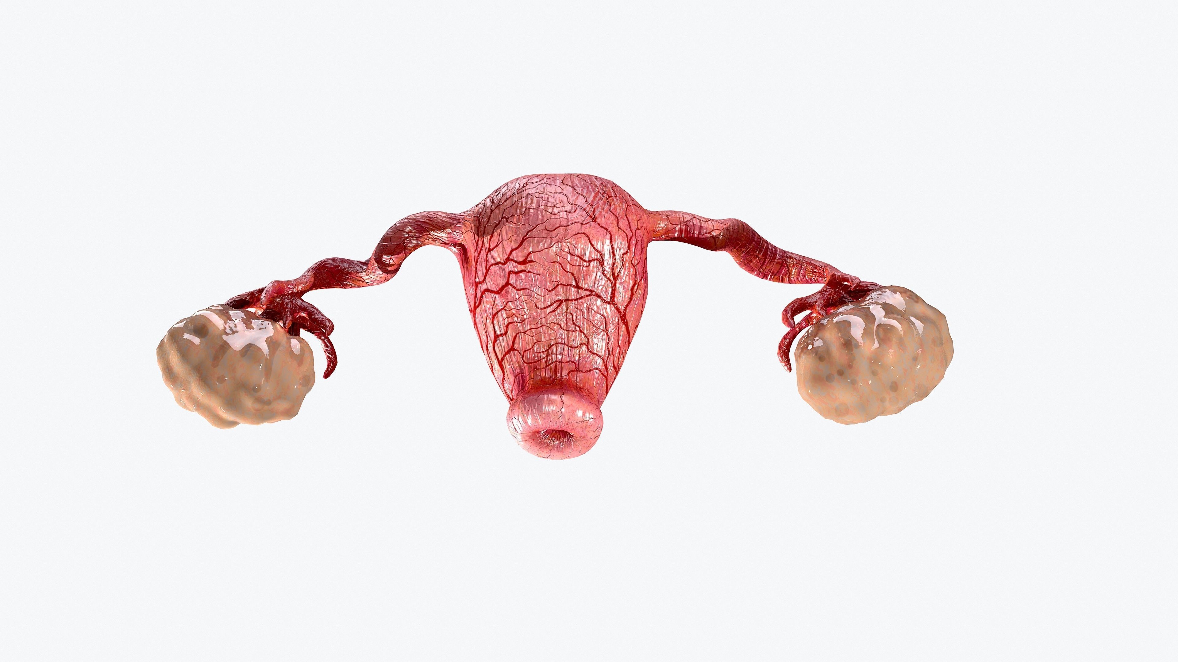 3D model uterus and ovaries VR / AR / low-poly | CGTrader