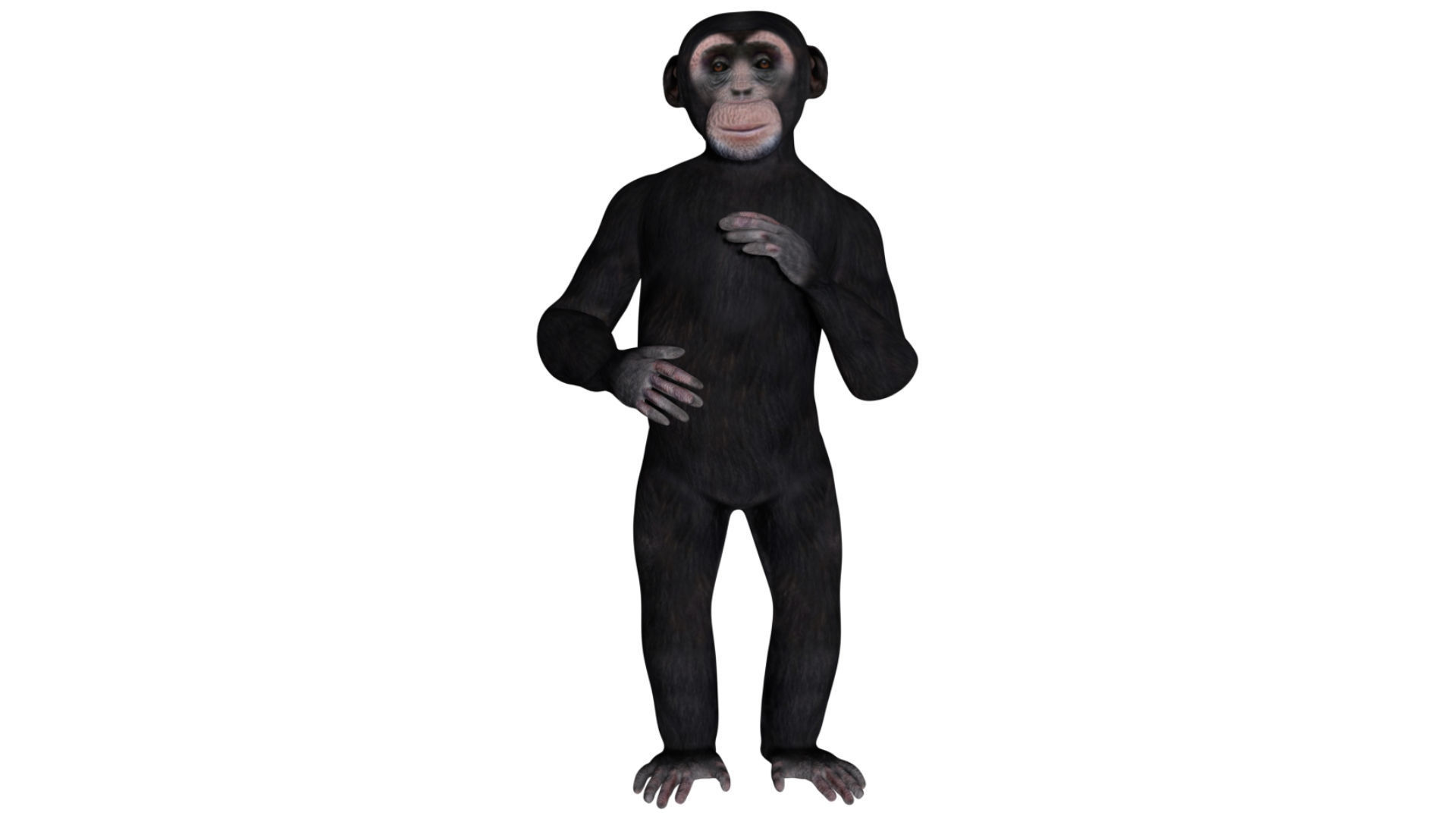 3D model Chimpanzee VR / AR / low-poly | CGTrader