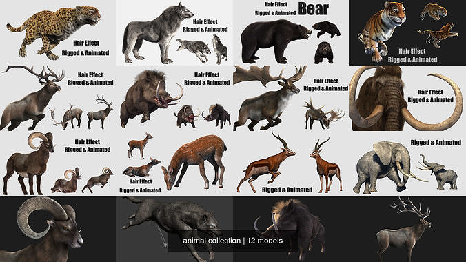 animal collection zoo animals pack | CGTrader