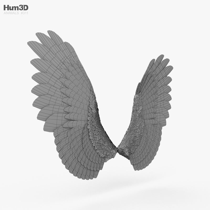 Pair of Bird Wings 3D model | CGTrader