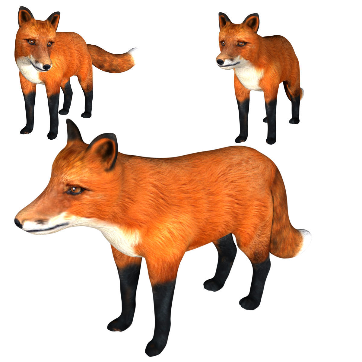3D model Red Fox VR / AR / low-poly rigged | CGTrader