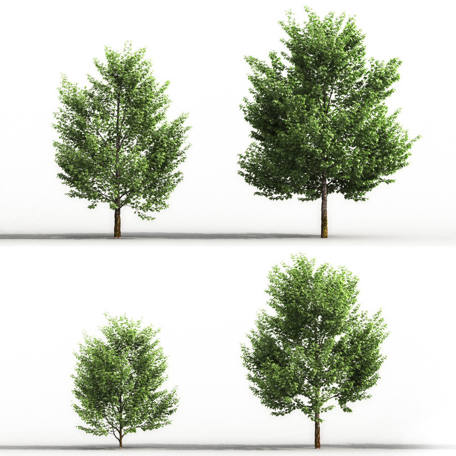 Maple trees - Set of 4 models 3D model | CGTrader