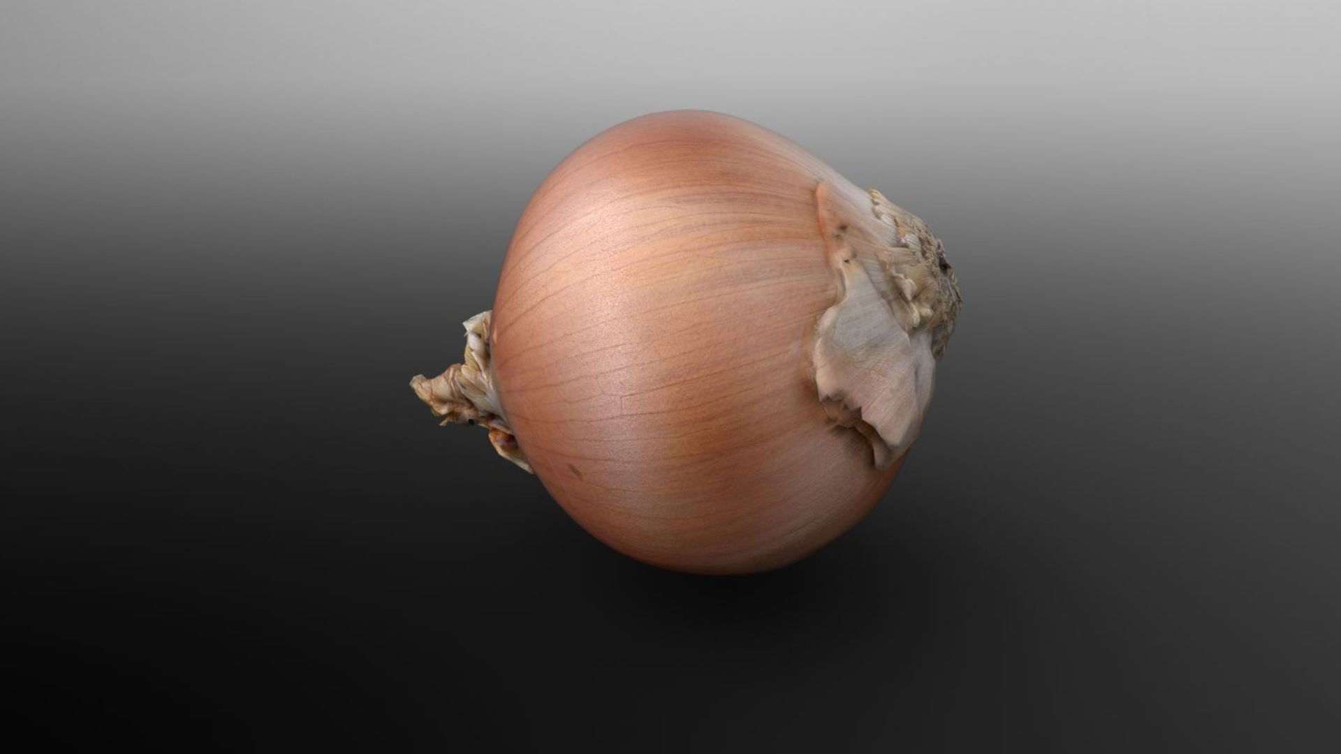Photoscanned Onion for Unreal and Unity and FBX free VR / AR / low-poly ...