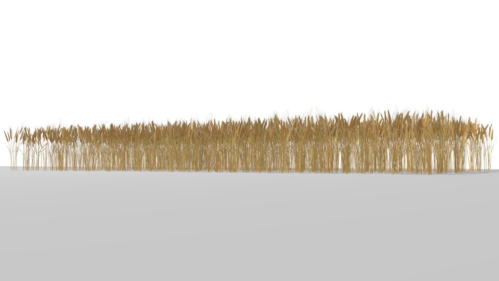 3D model Wheat field VR / AR / low-poly | CGTrader