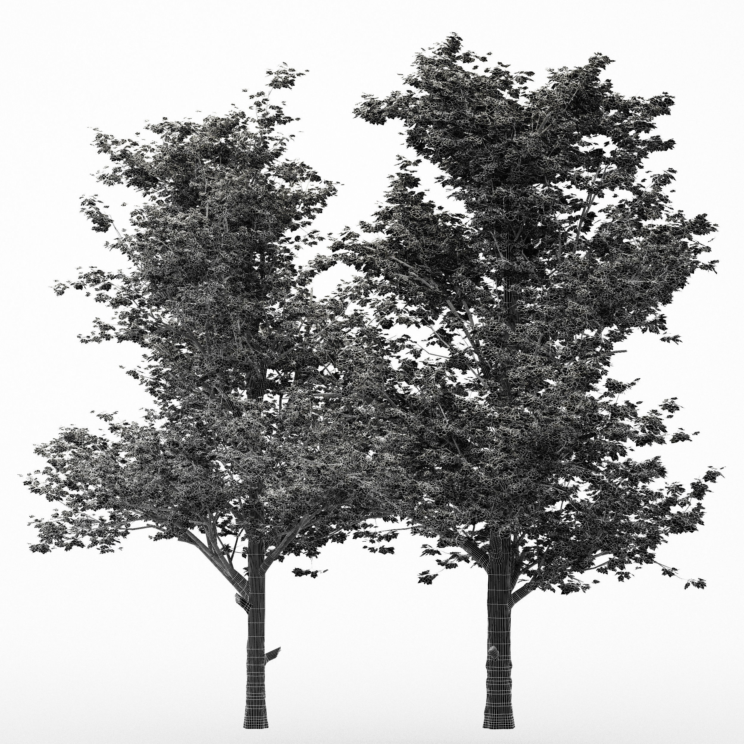 2diffrent tree Maple 2 trees Models in the scene free 3D model | CGTrader
