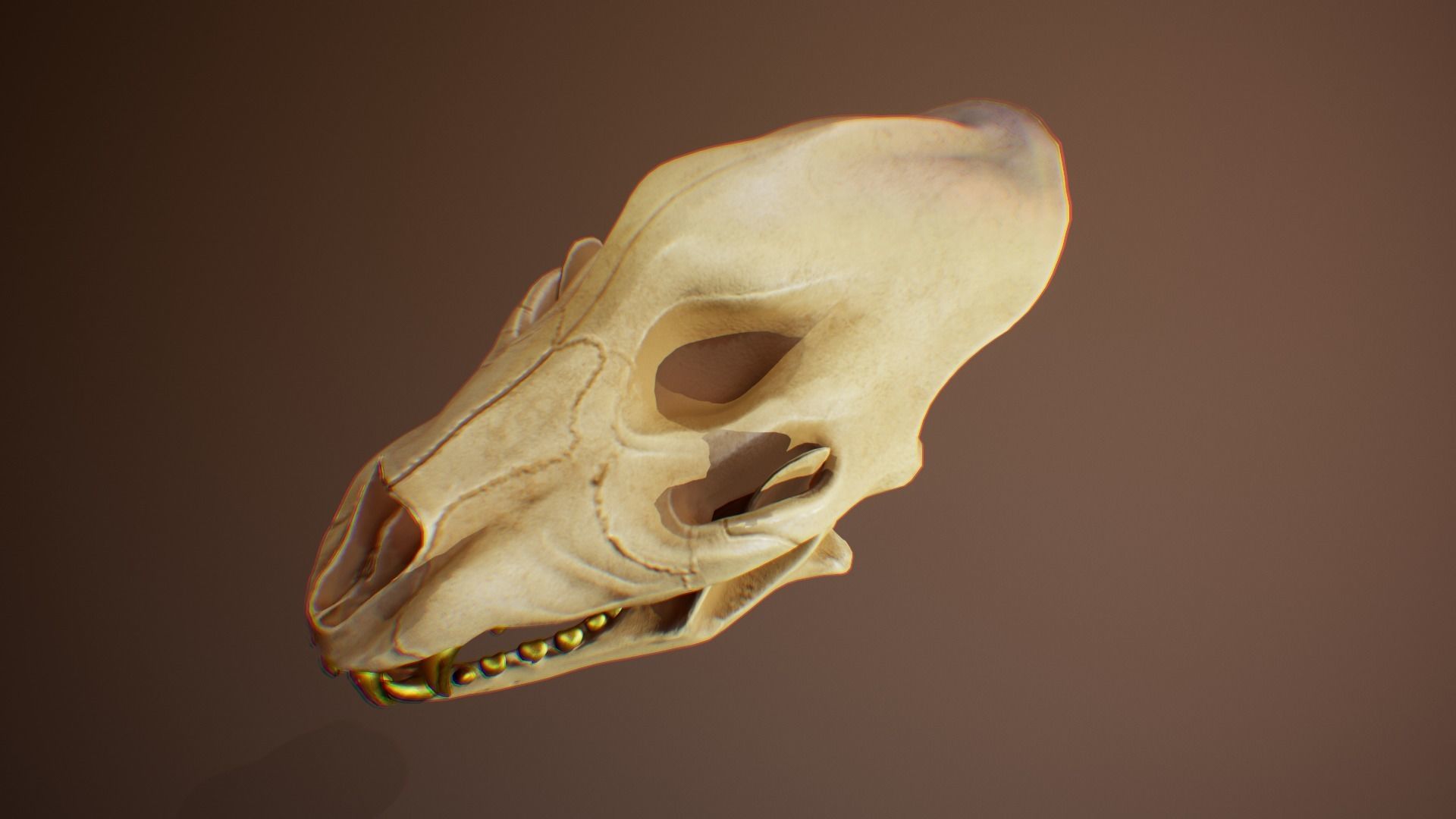 3D model Wolf Skull VR / AR / low-poly | CGTrader