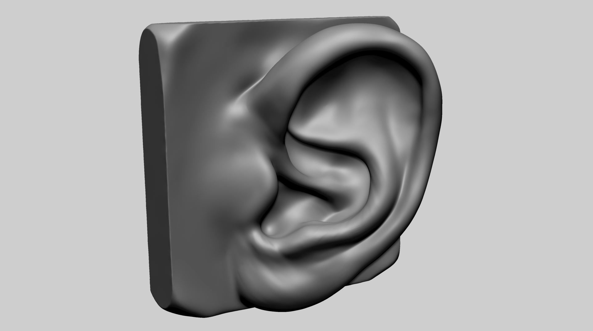 Ear Model 3D model | CGTrader