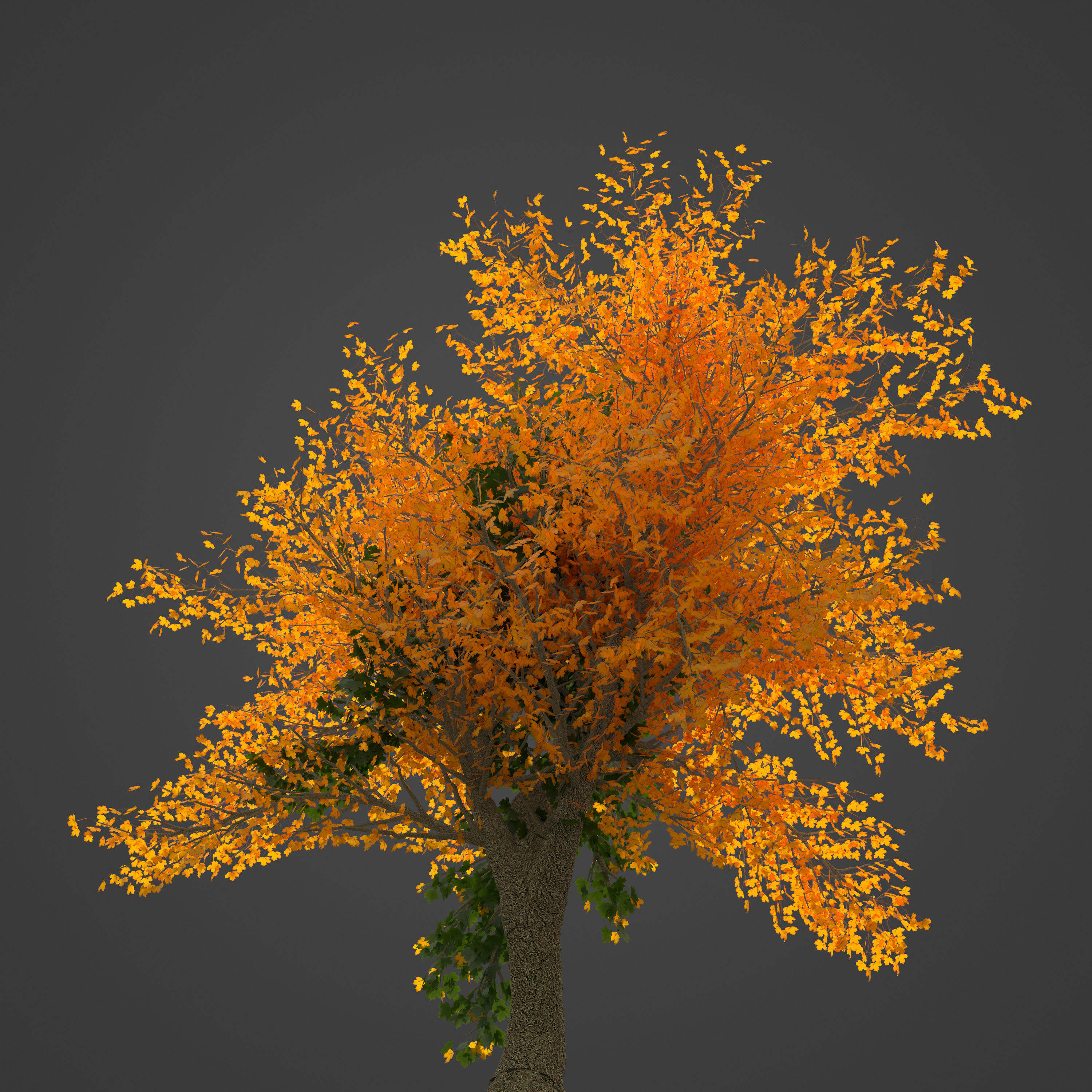 2021 PBR Field Maple Collection - Acer Campestre free 3D model | CGTrader